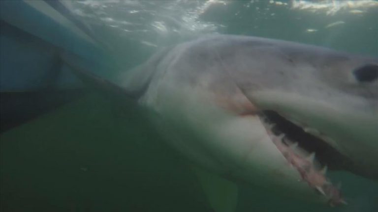 Video:14-foot great white shark tagged off South Carolina