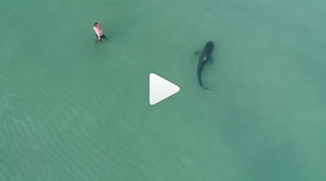 Video: Tiger shark filmed next to unaware swimmers off Miami Beach