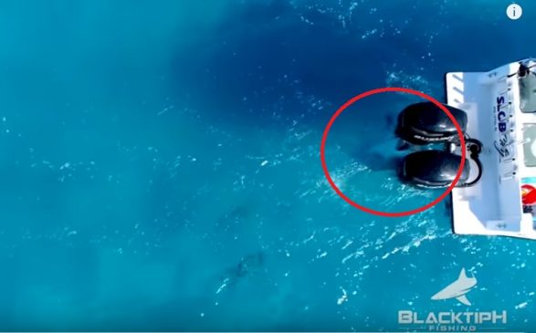 Video: 10-foot Bull shark attacks fishing boat off Florida